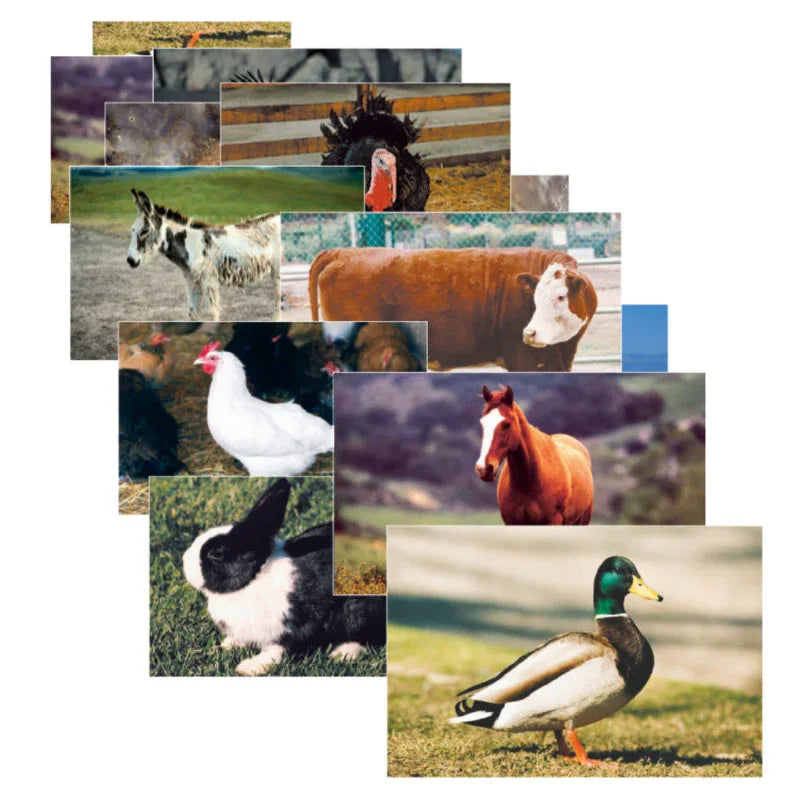 Farm Animal Real Life Learning Poster Set, Set of 10 – Gramco School ...
